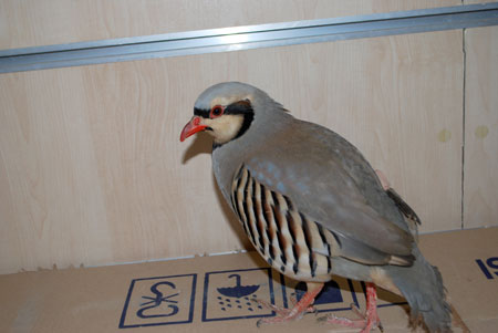 Kınalı Keklik, Kınalı Keklik Türleri ve Özellikleri - keklik.gen.tr